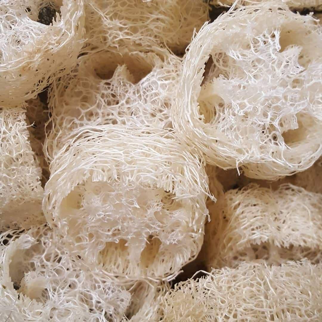 Growing Loofah (an overview)